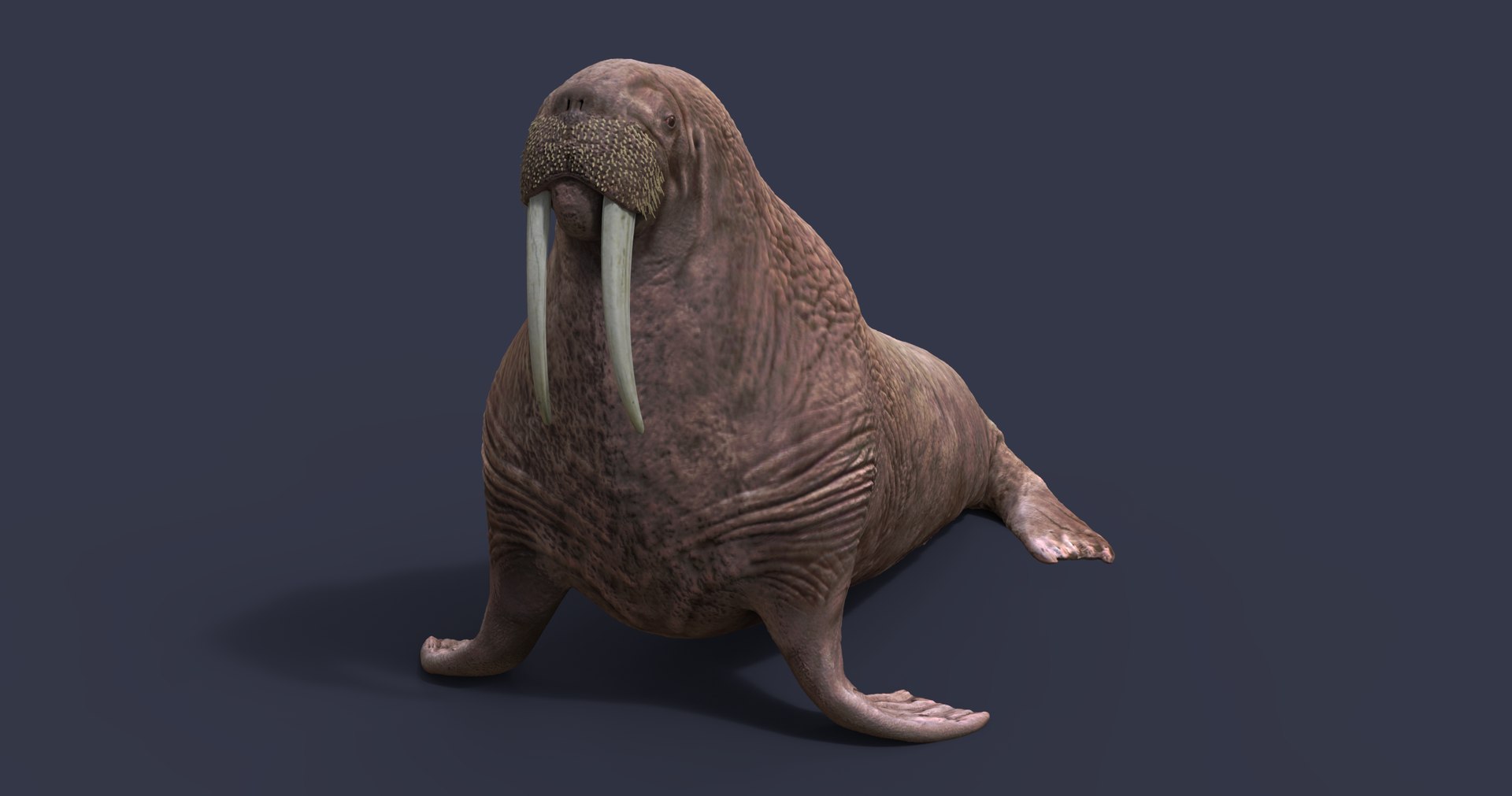 Walrus 3D Print Model 3D - TurboSquid 1723144