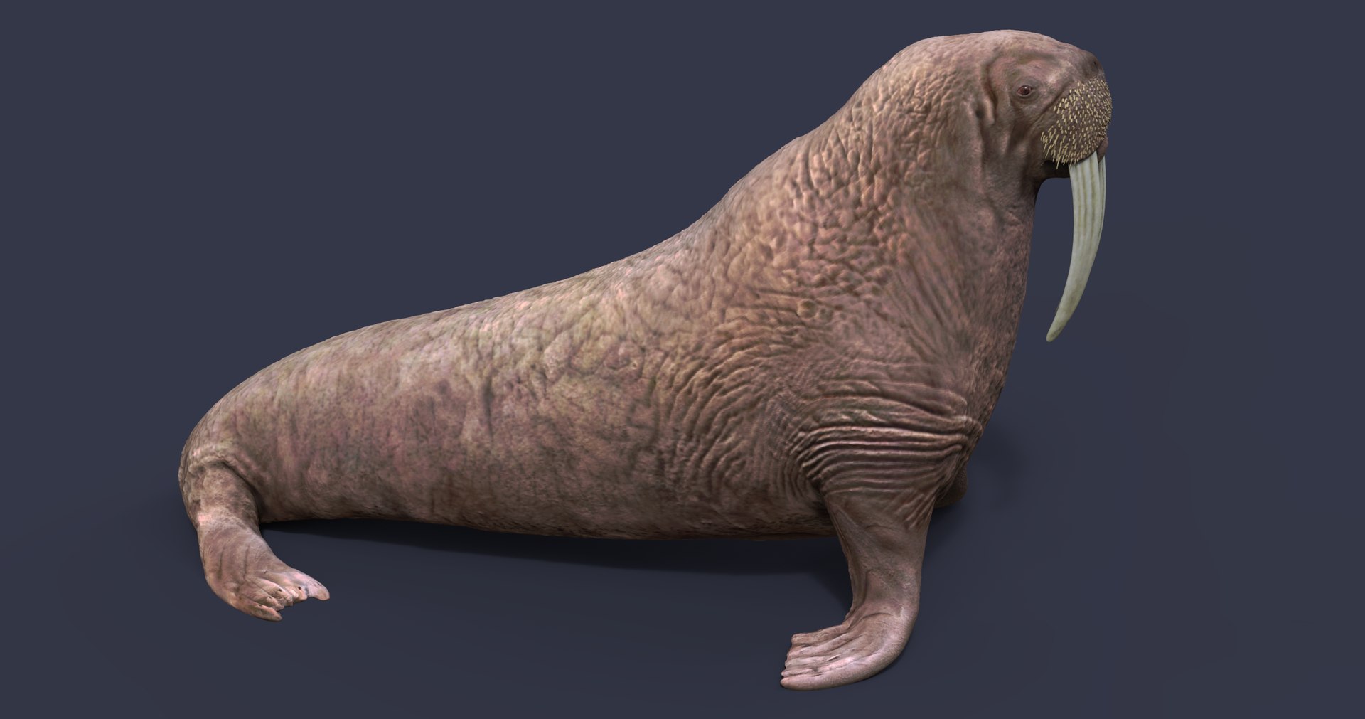 Walrus 3D Print Model 3D - TurboSquid 1723144