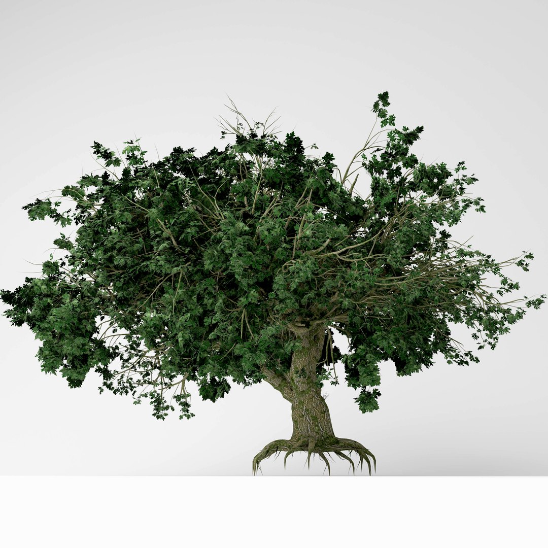 Big Leaf Maple 3D Model - TurboSquid 1360775