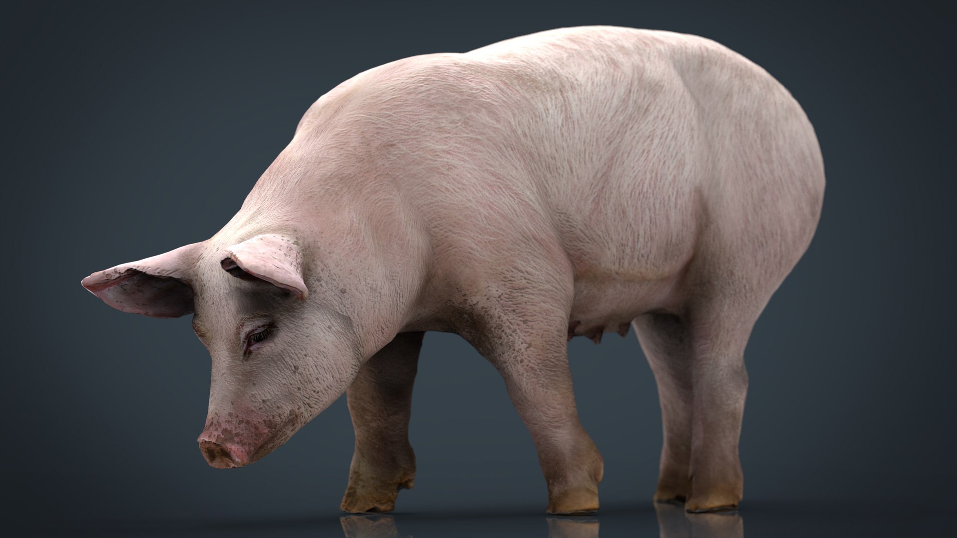 Sow 3D Model - TurboSquid 1169591