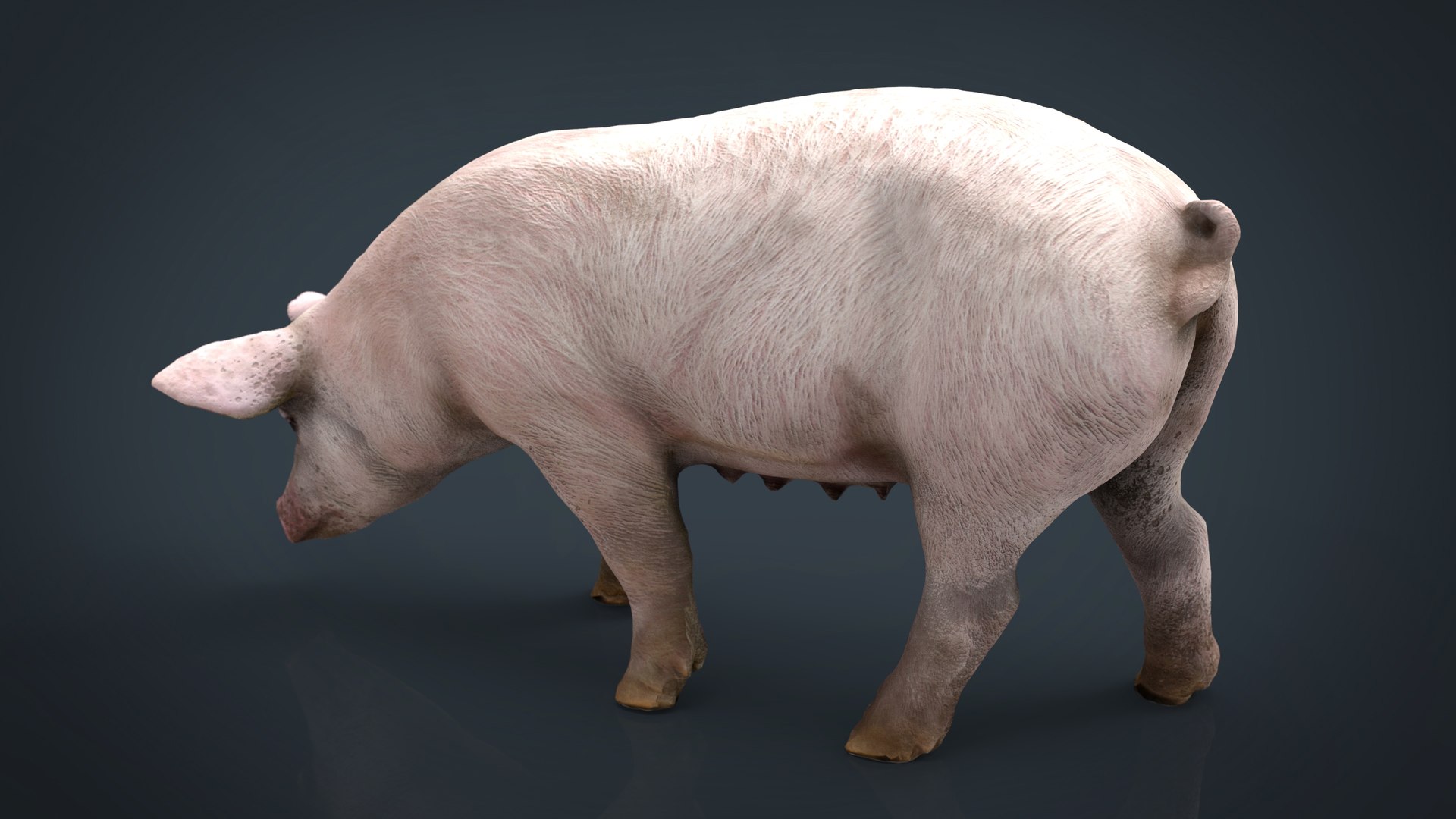 Sow 3D Model - TurboSquid 1169591