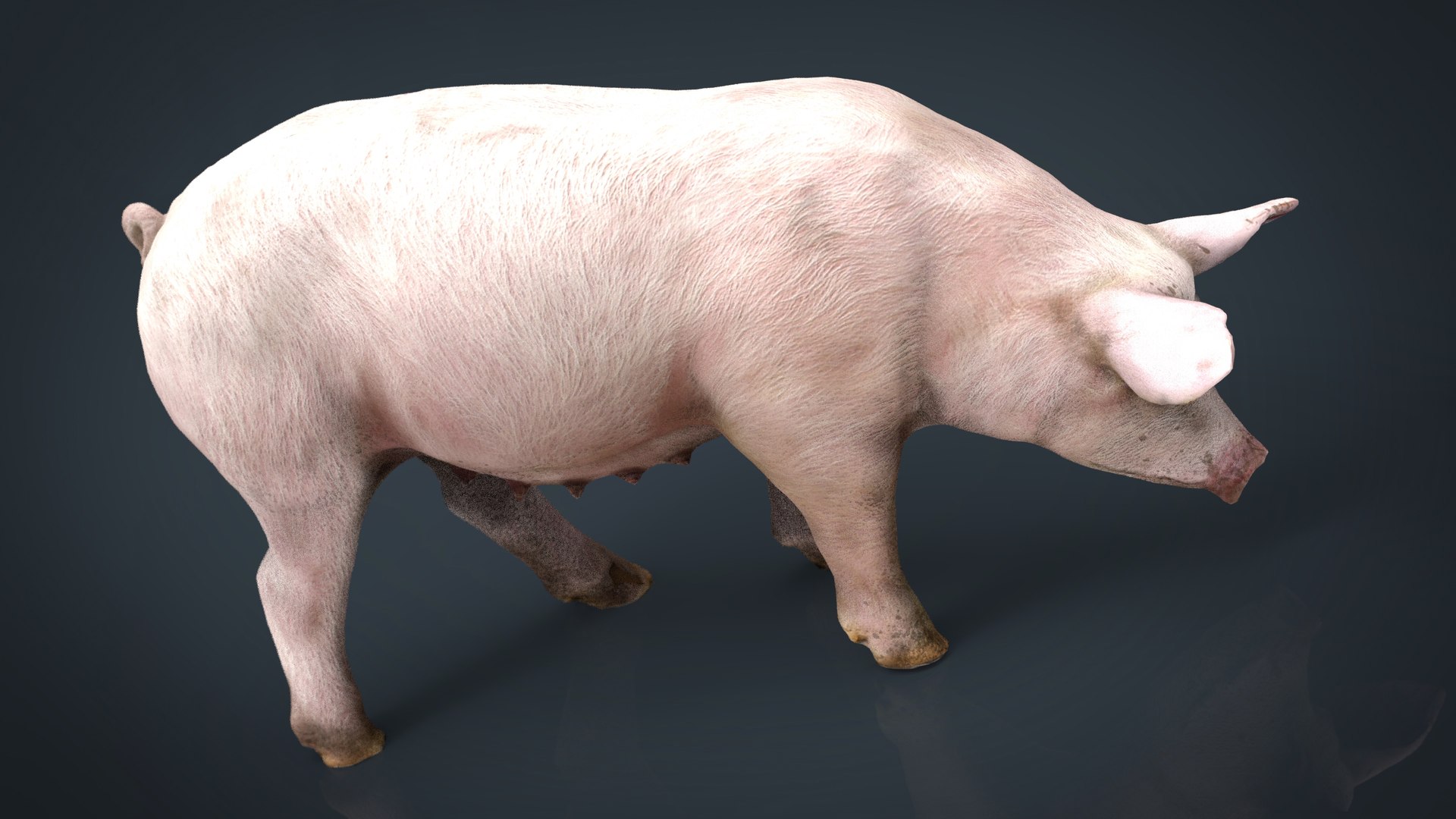 Sow 3D Model - TurboSquid 1169591