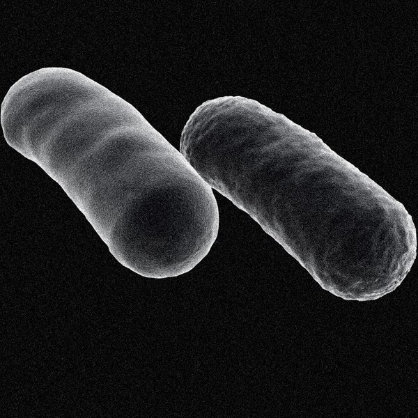 set bacillus bacteria max