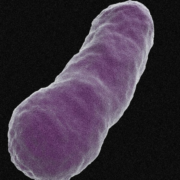set bacillus bacteria max