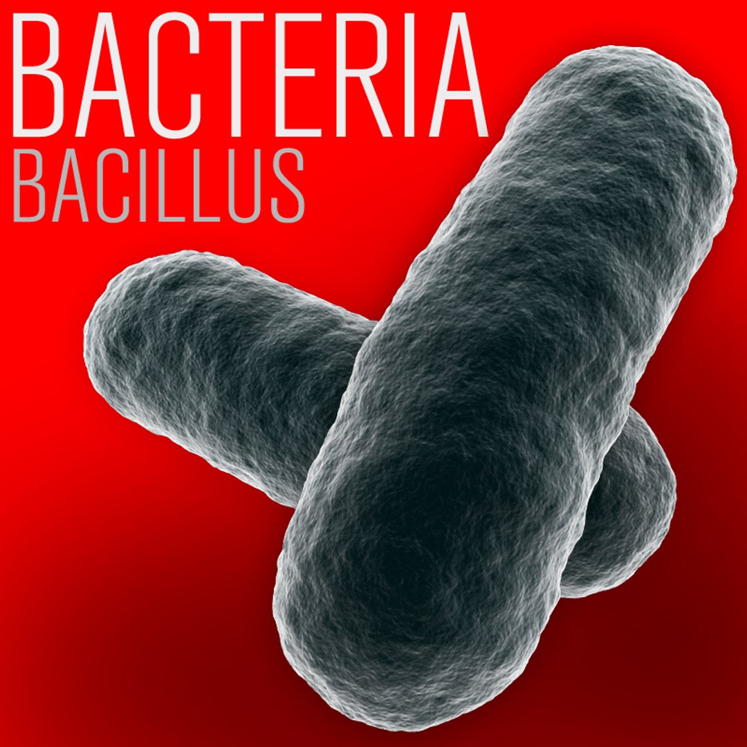 Set Bacillus Bacteria Max