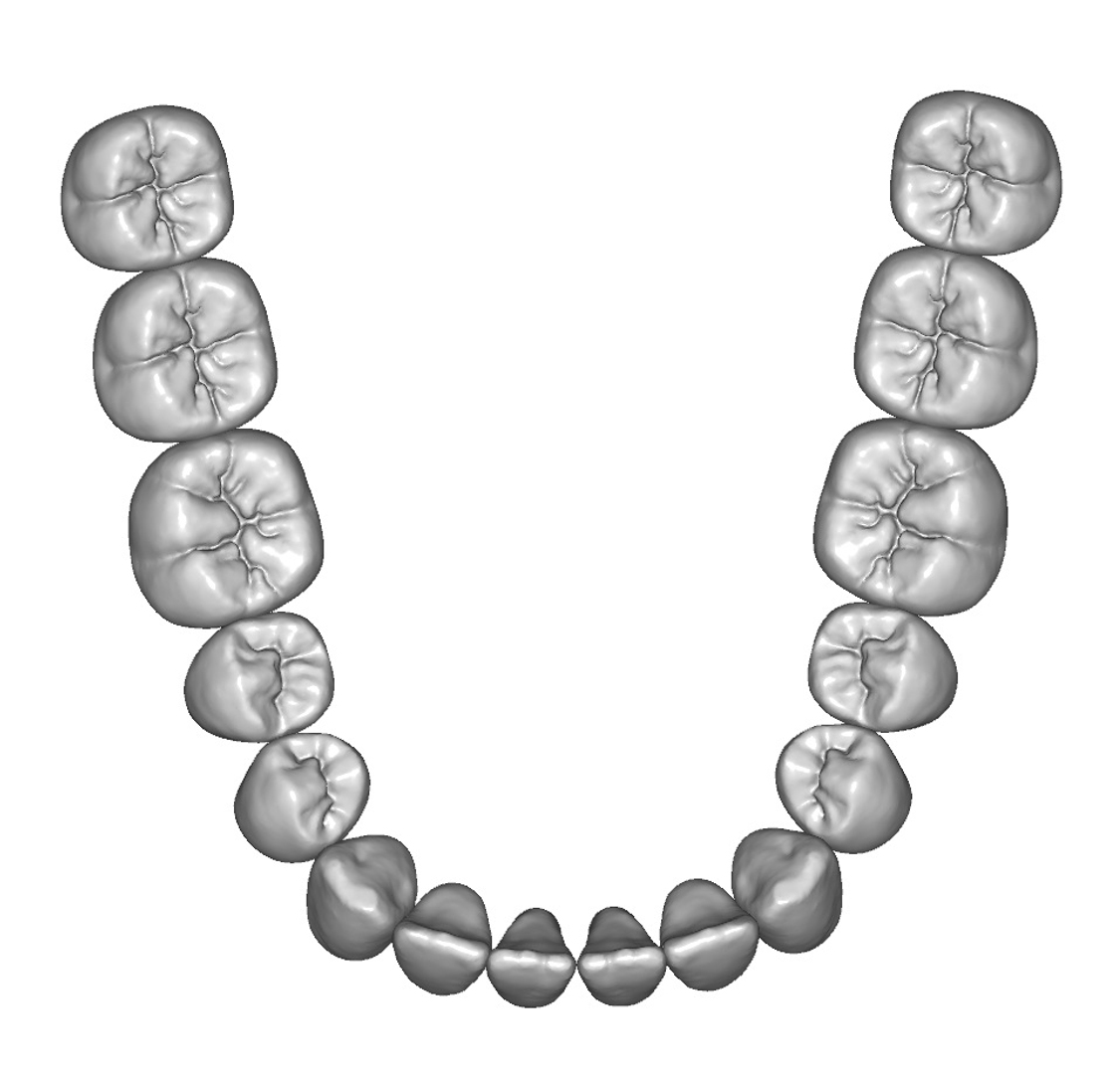 3d upper lower jaw teeth anatomy model