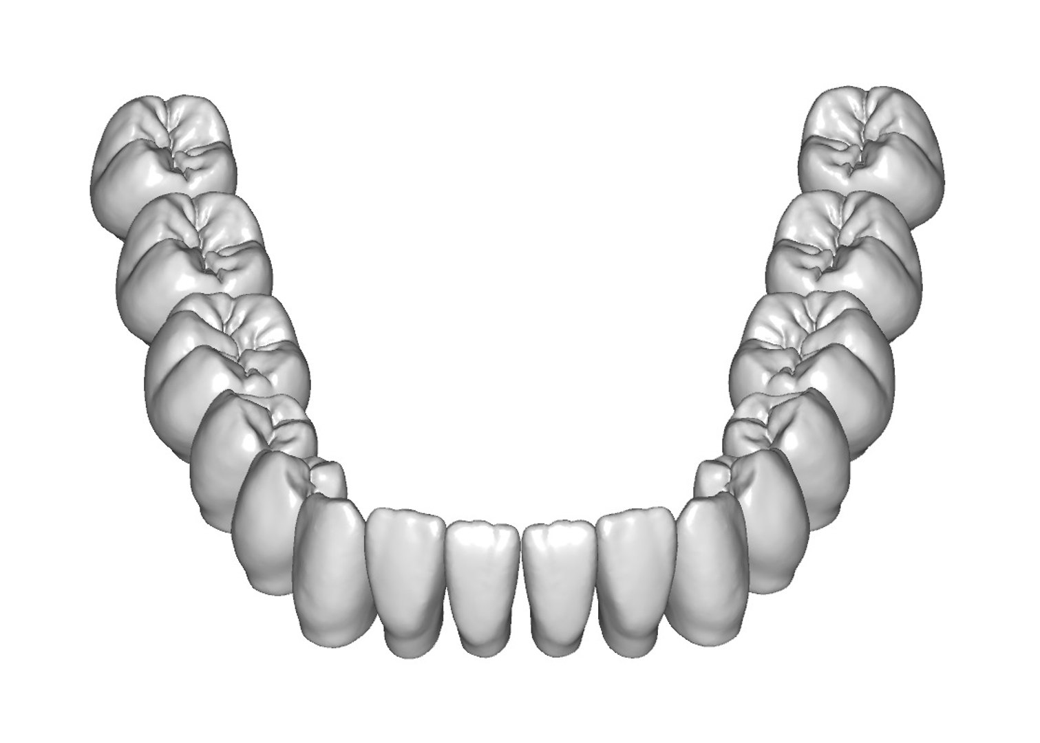 3d Upper Lower Jaw Teeth Anatomy Model
