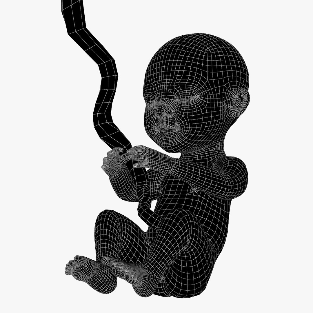Fetus Baby Obj