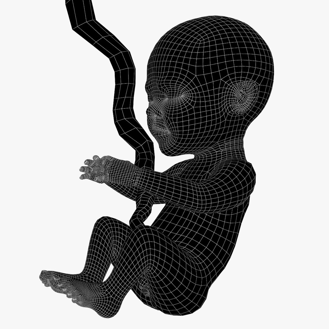 Fetus Baby Obj