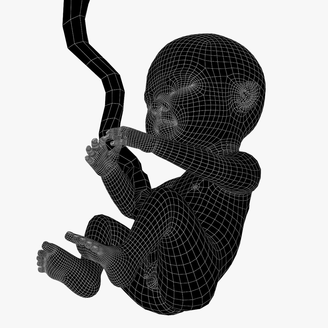 Fetus Baby Obj