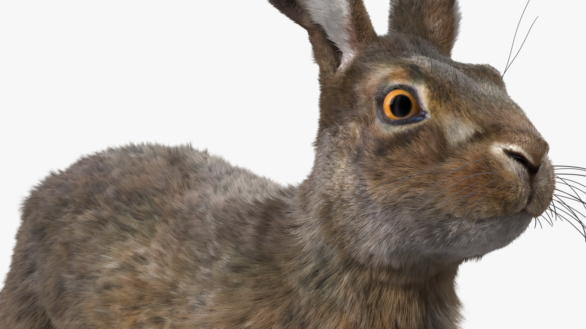 3D Jackrabbit Fur Rigged - TurboSquid 2128810
