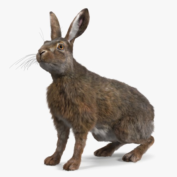 modelo 3d Piel de conejo aparejada - TurboSquid 2128810