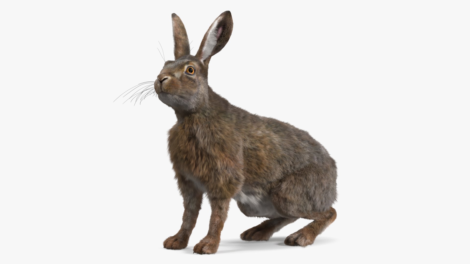 3D Jackrabbit Fur Rigged - TurboSquid 2128810