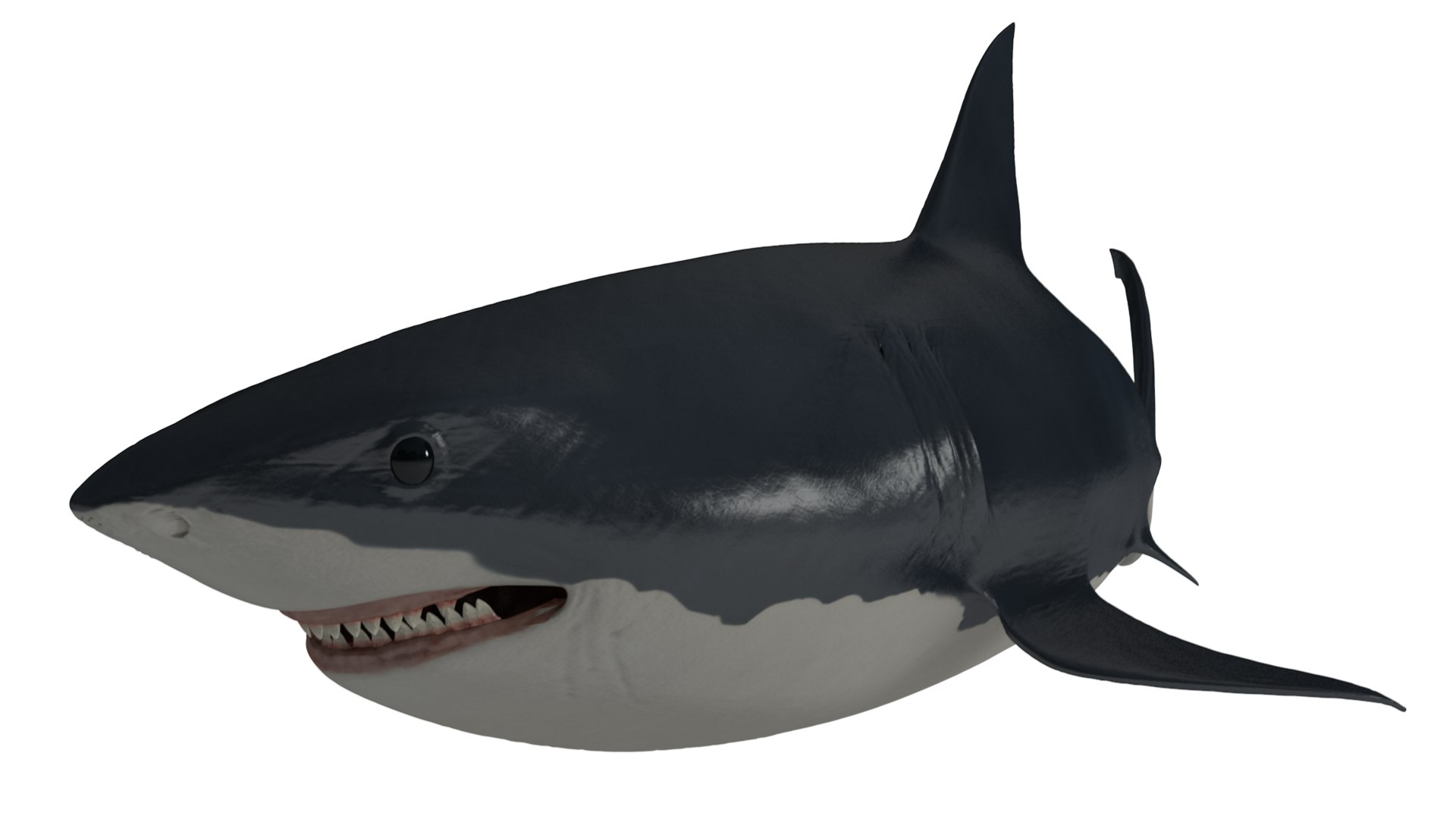 3D Shark Rig Model - TurboSquid 1559573
