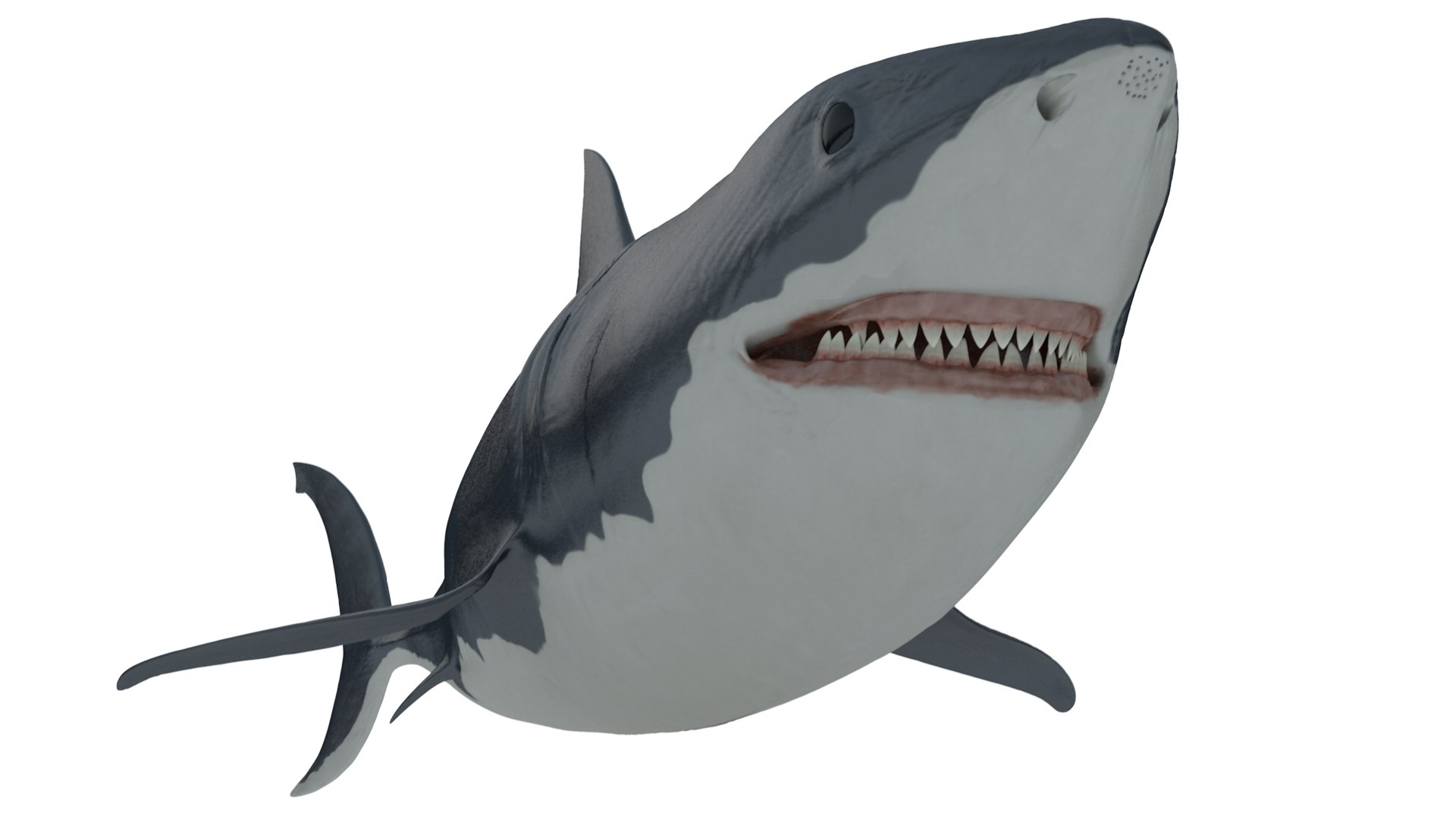 3D Shark Rig Model - TurboSquid 1559573