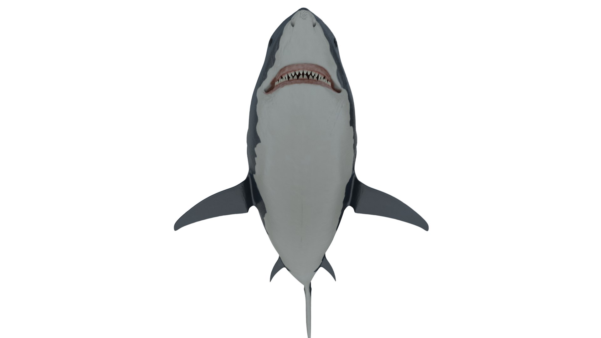 3D Shark Rig Model - TurboSquid 1559573