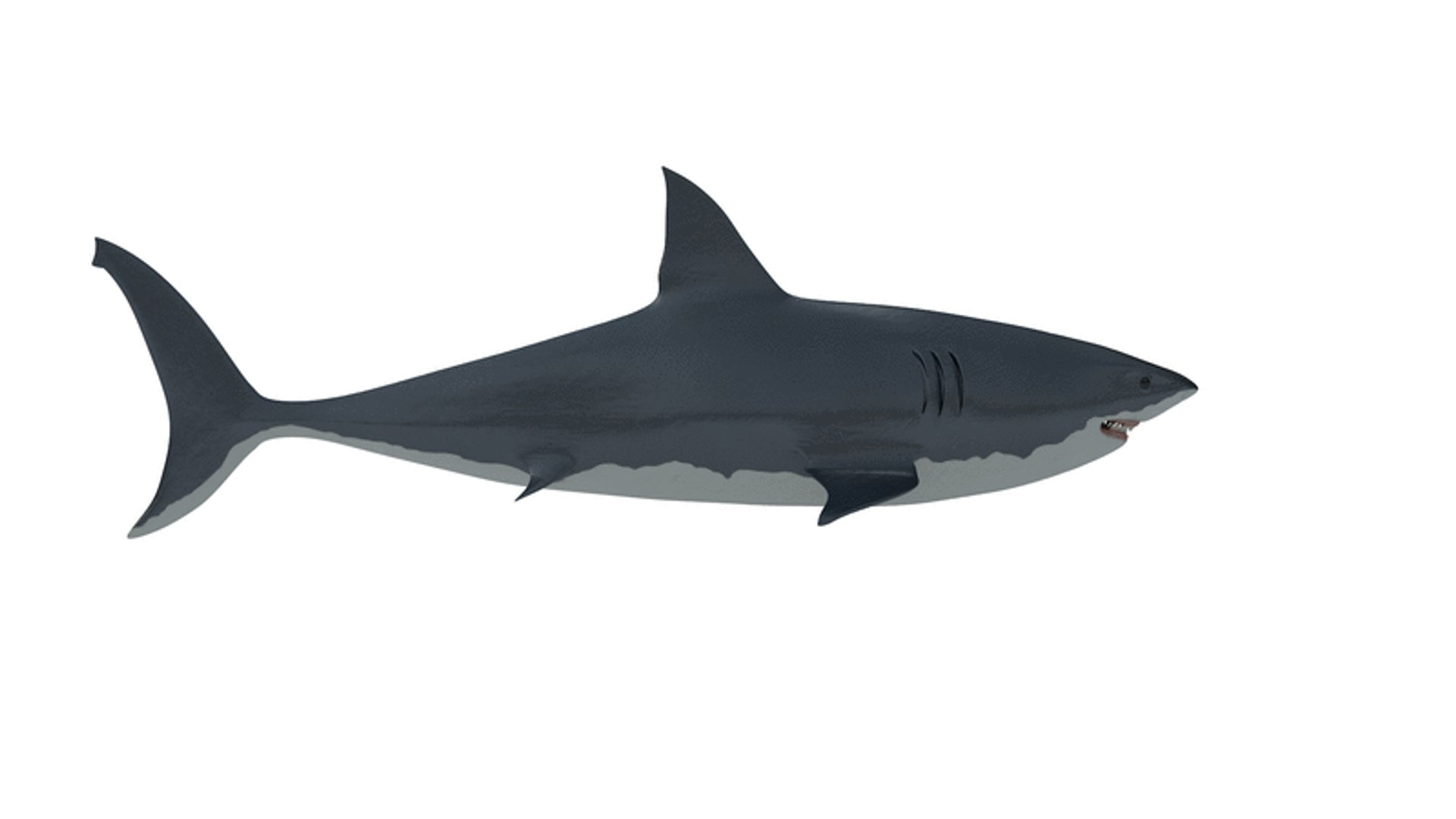 3D Shark Rig Model - TurboSquid 1559573