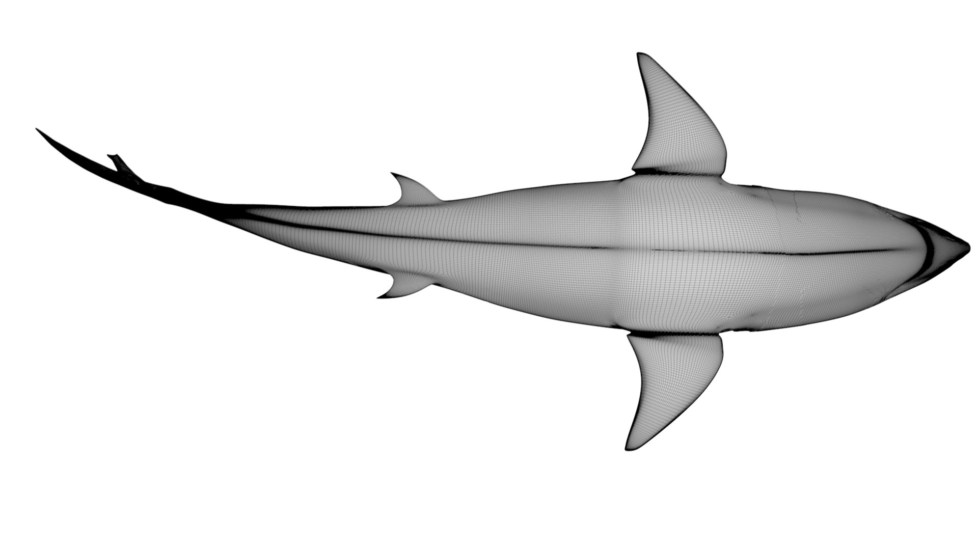 3D Shark Rig Model - TurboSquid 1559573
