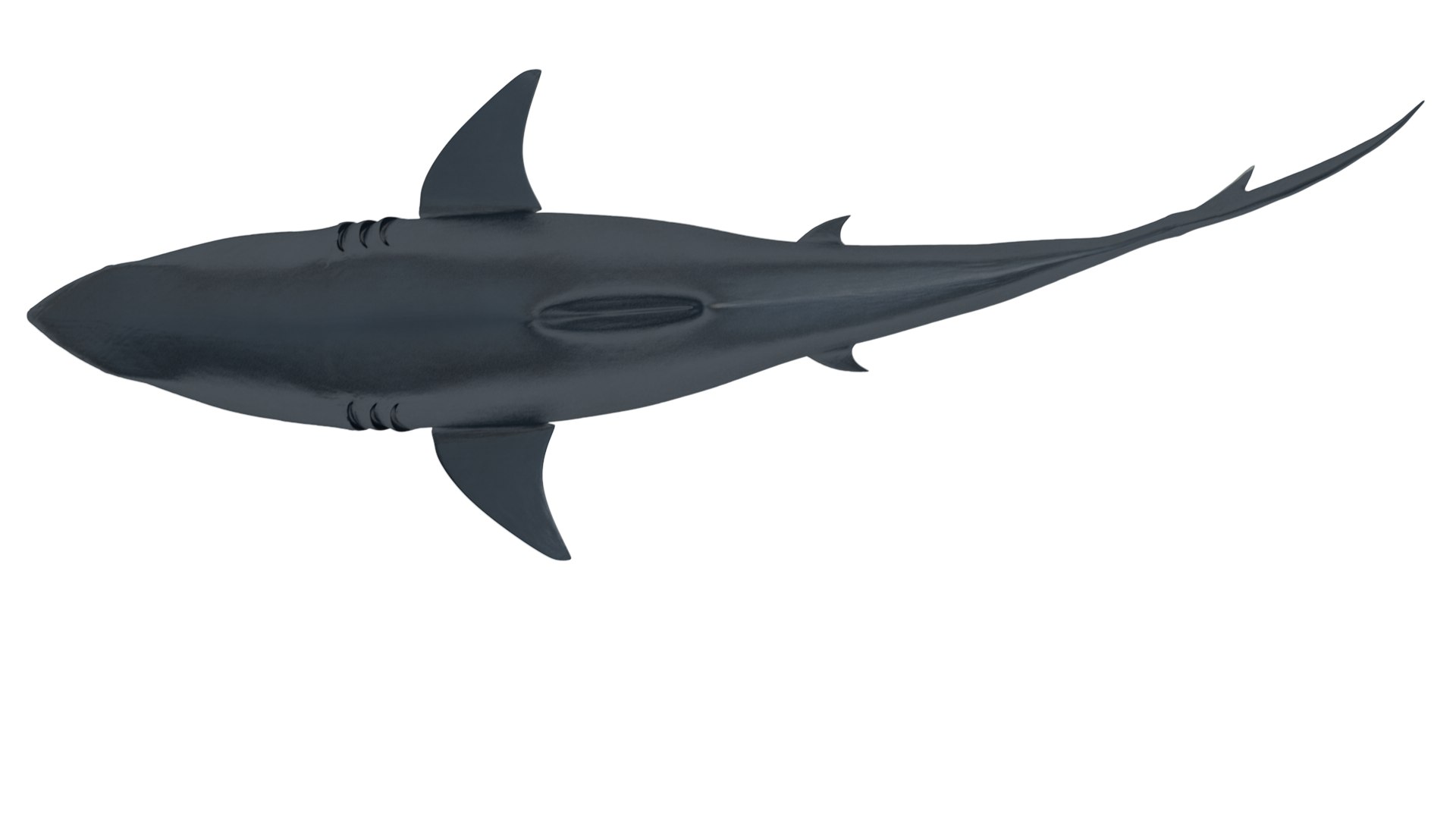 3D Shark Rig Model - TurboSquid 1559573