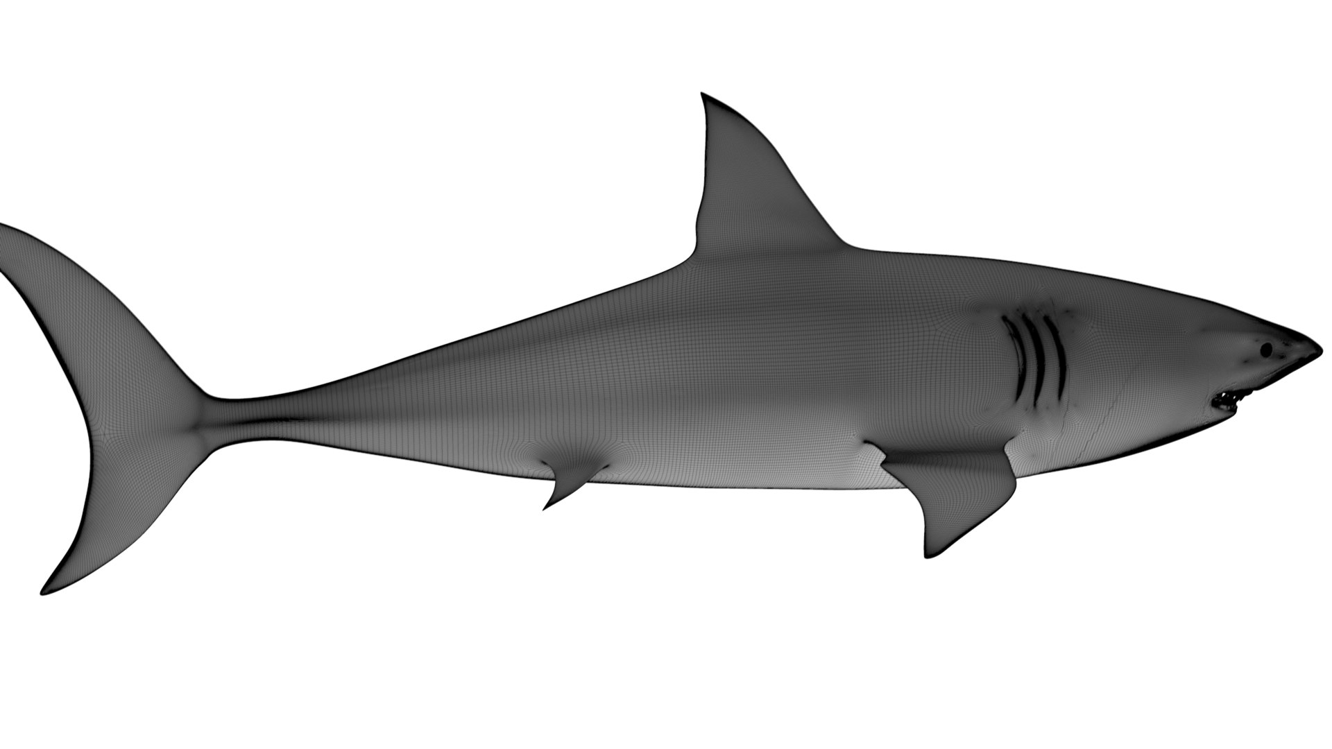 3D Shark Rig Model - TurboSquid 1559573
