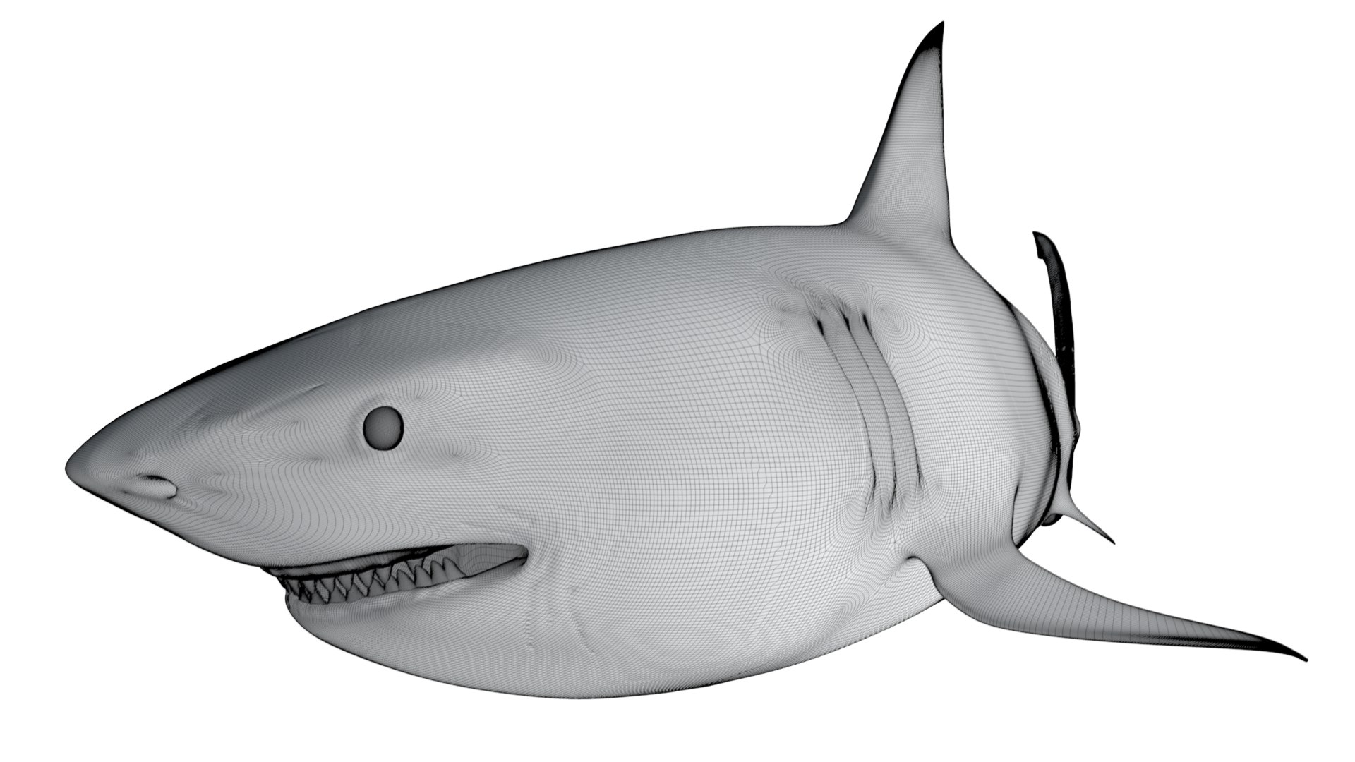 3D Shark Rig Model - TurboSquid 1559573