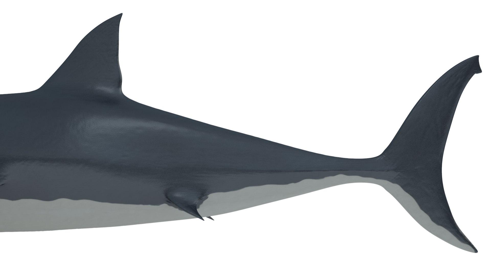 3D Shark Rig Model - TurboSquid 1559573