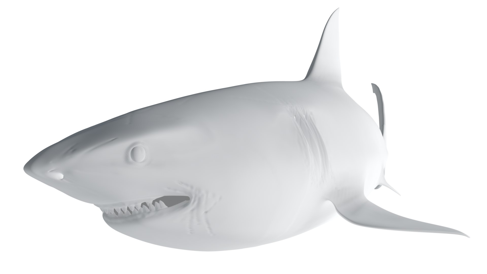 3D Shark Rig Model - TurboSquid 1559573