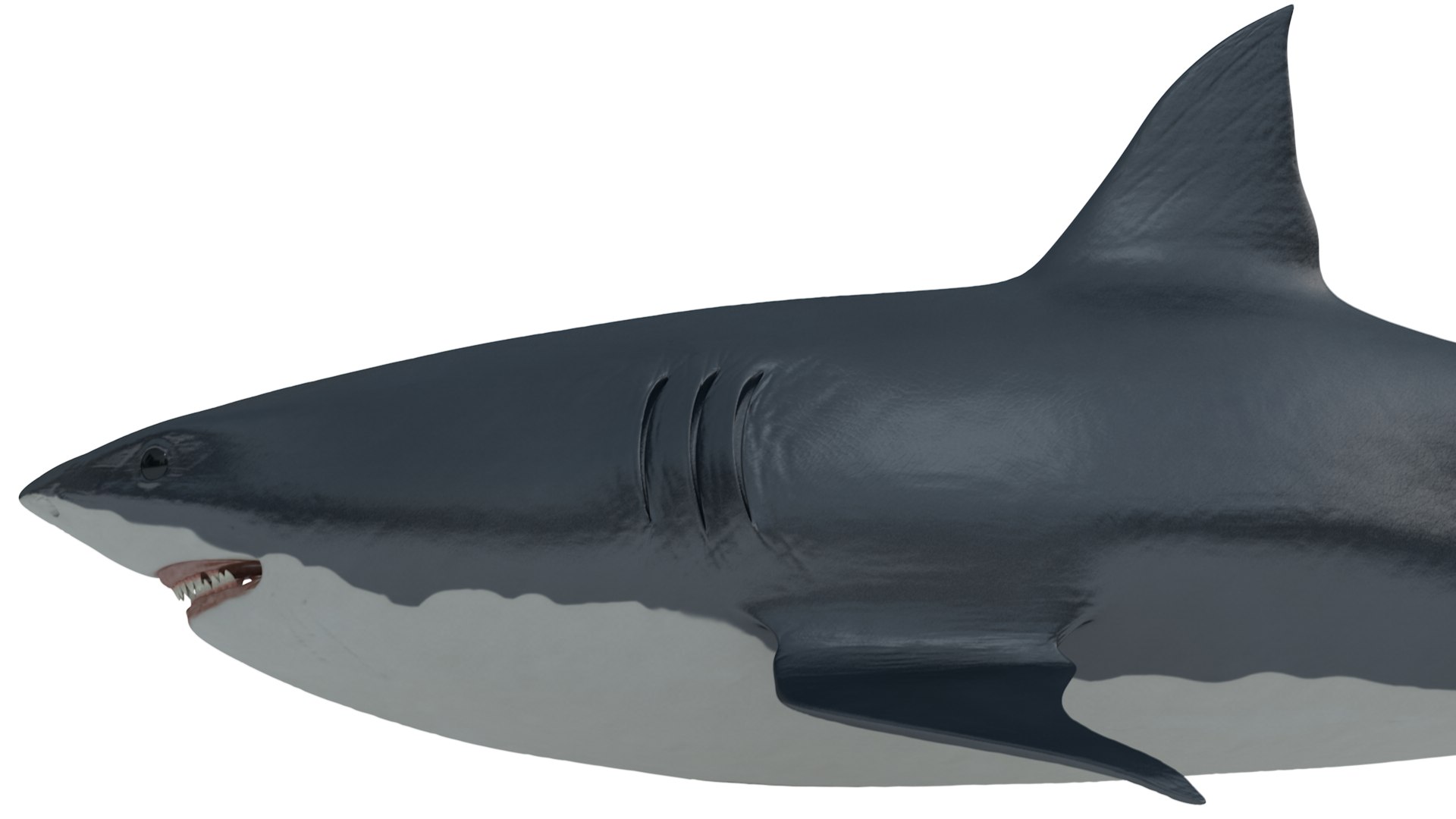 3D Shark Rig Model - TurboSquid 1559573