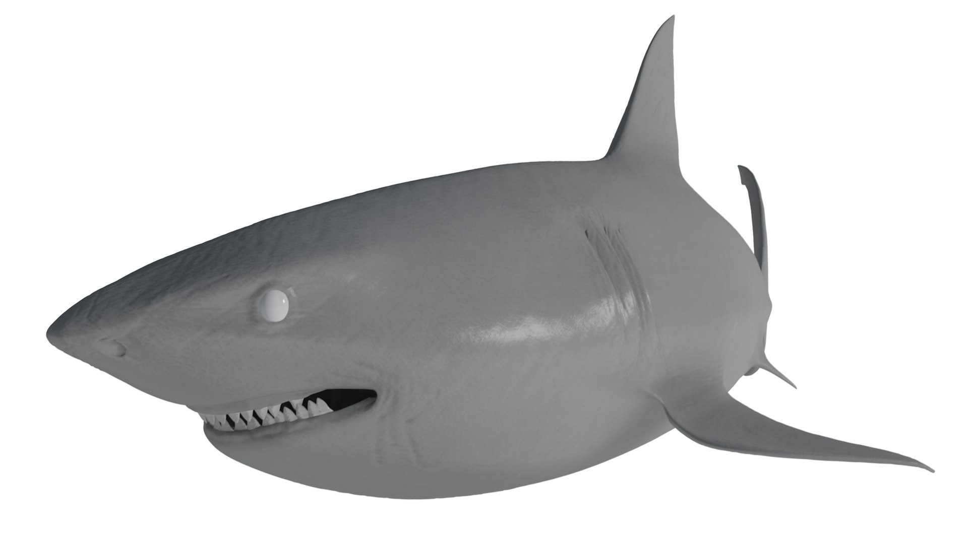 3D Shark Rig Model - TurboSquid 1559573