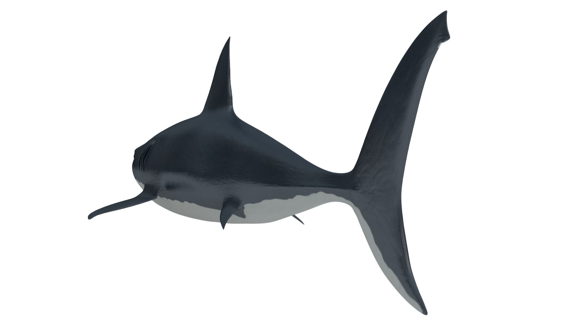 3D Shark Rig Model - TurboSquid 1559573
