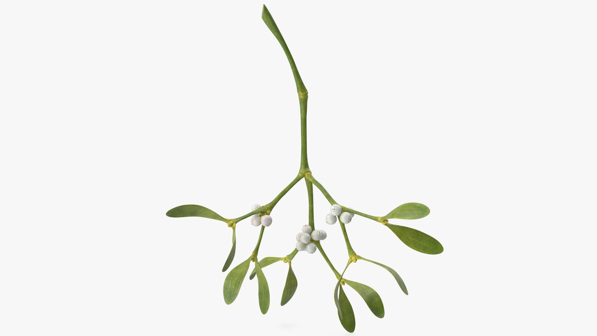 3D model Mistletoe 1 - TurboSquid 1803906