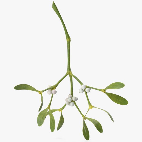 3D model Mistletoe 1 - TurboSquid 1803906