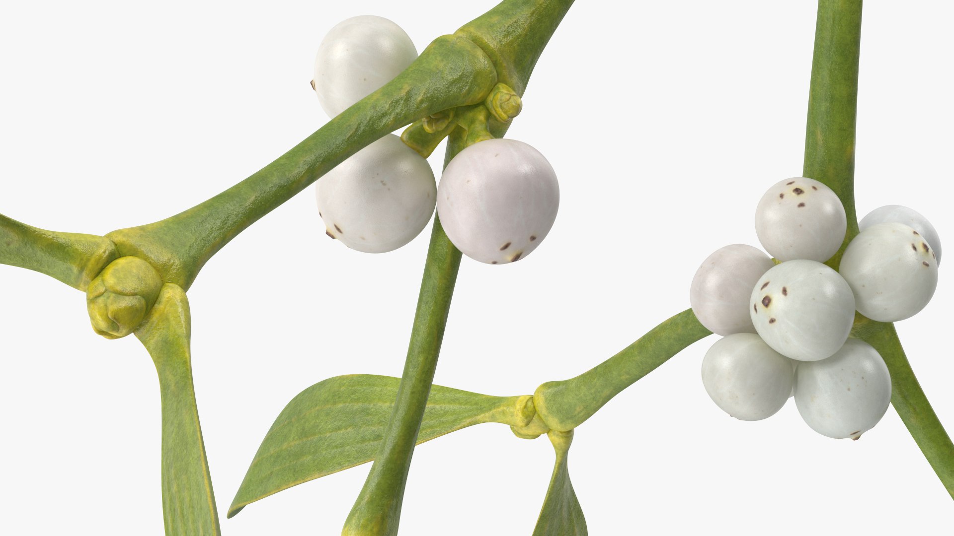 3D model Mistletoe 1 - TurboSquid 1803906