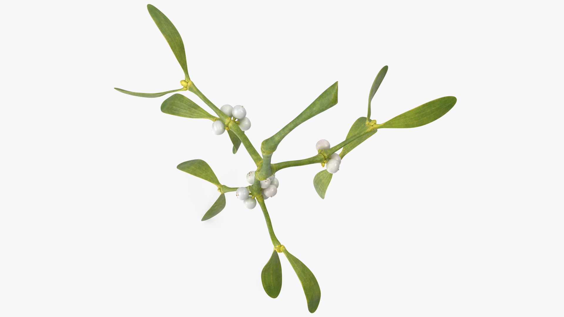3D model Mistletoe 1 - TurboSquid 1803906