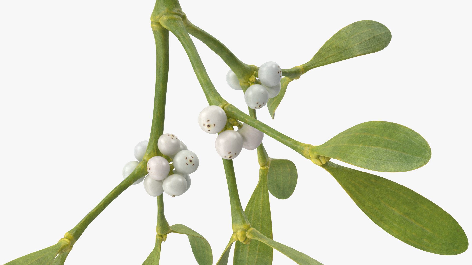3D model Mistletoe 1 - TurboSquid 1803906