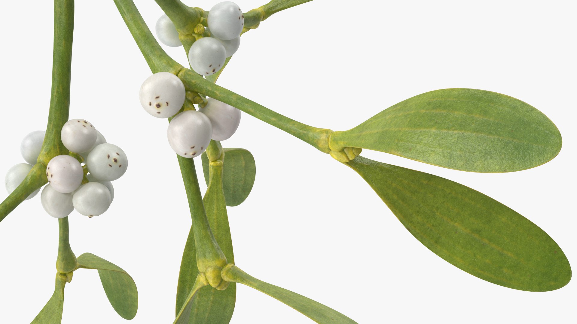 3D model Mistletoe 1 - TurboSquid 1803906