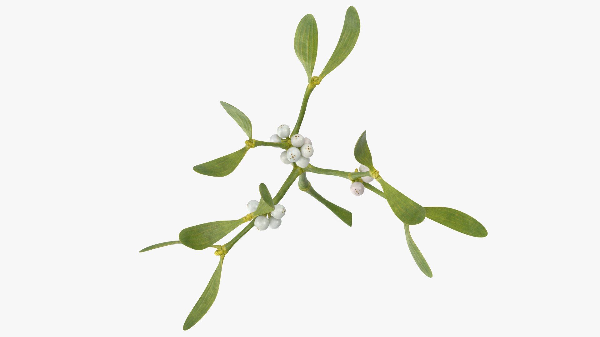 3D model Mistletoe 1 - TurboSquid 1803906