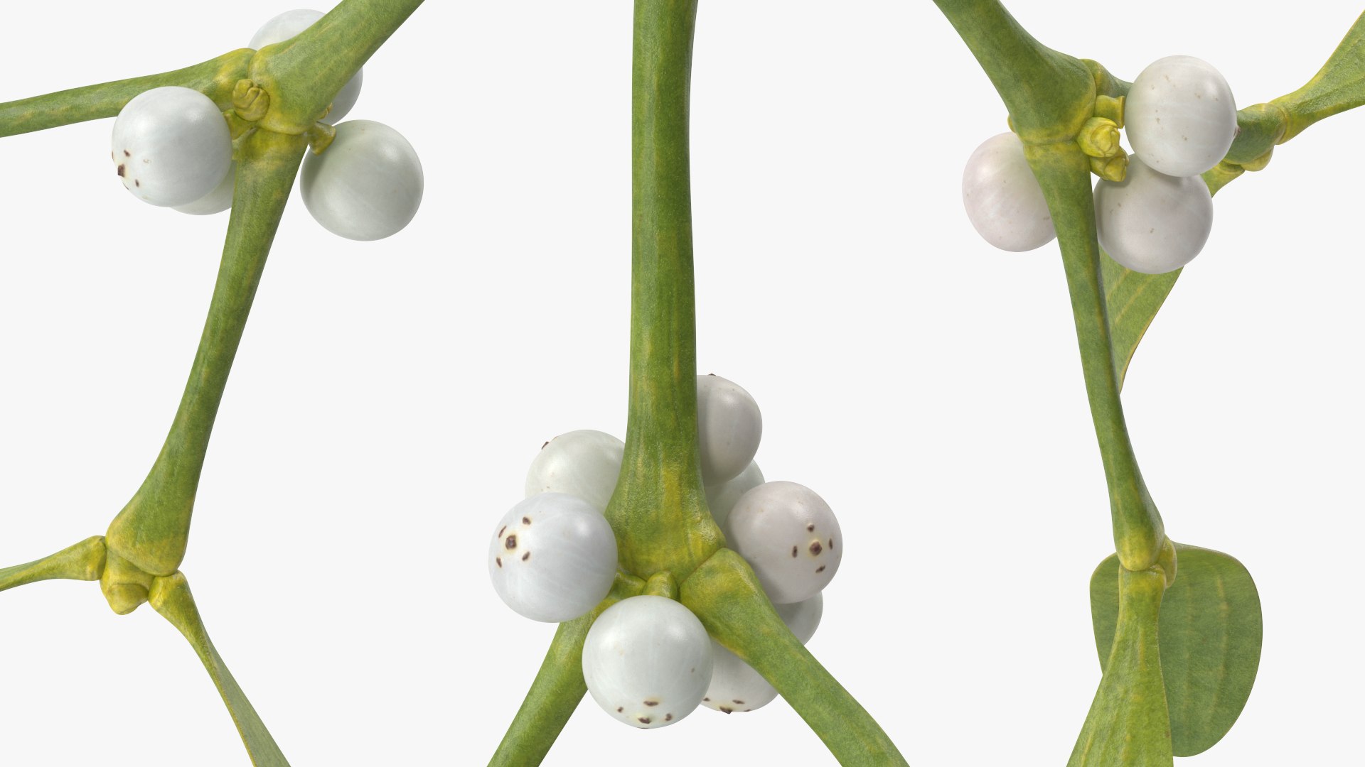 3D model Mistletoe 1 - TurboSquid 1803906