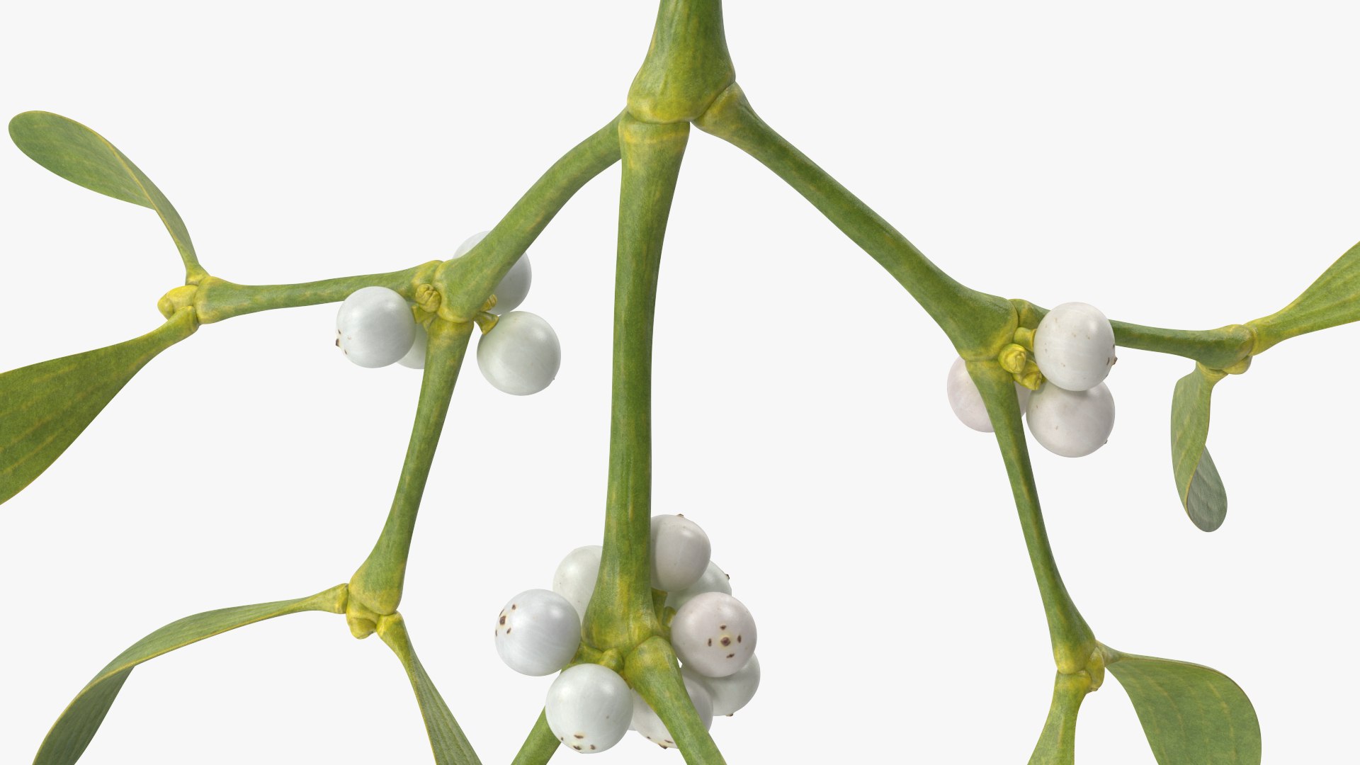 3D model Mistletoe 1 - TurboSquid 1803906