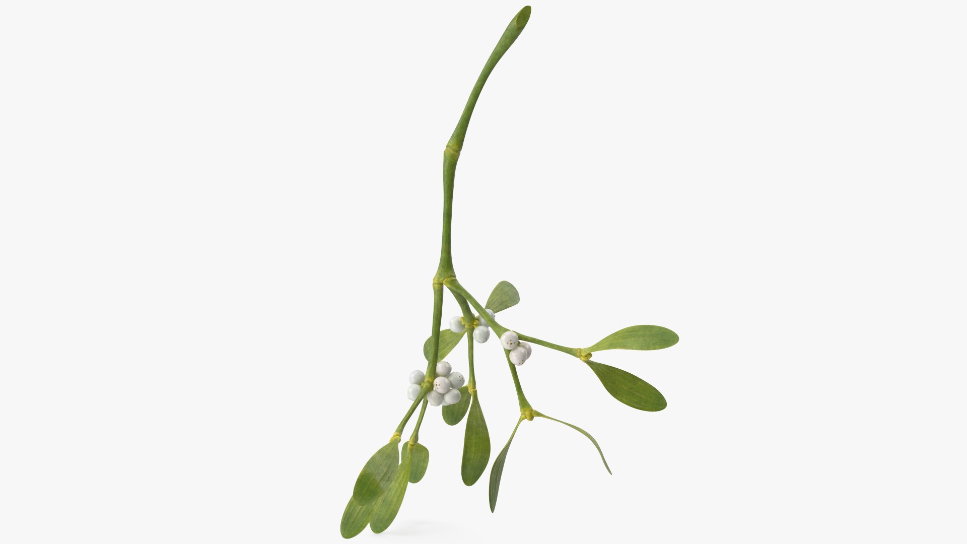 3D model Mistletoe 1 - TurboSquid 1803906