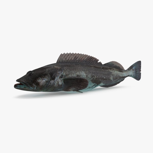 Cod 3D Models for Download | TurboSquid