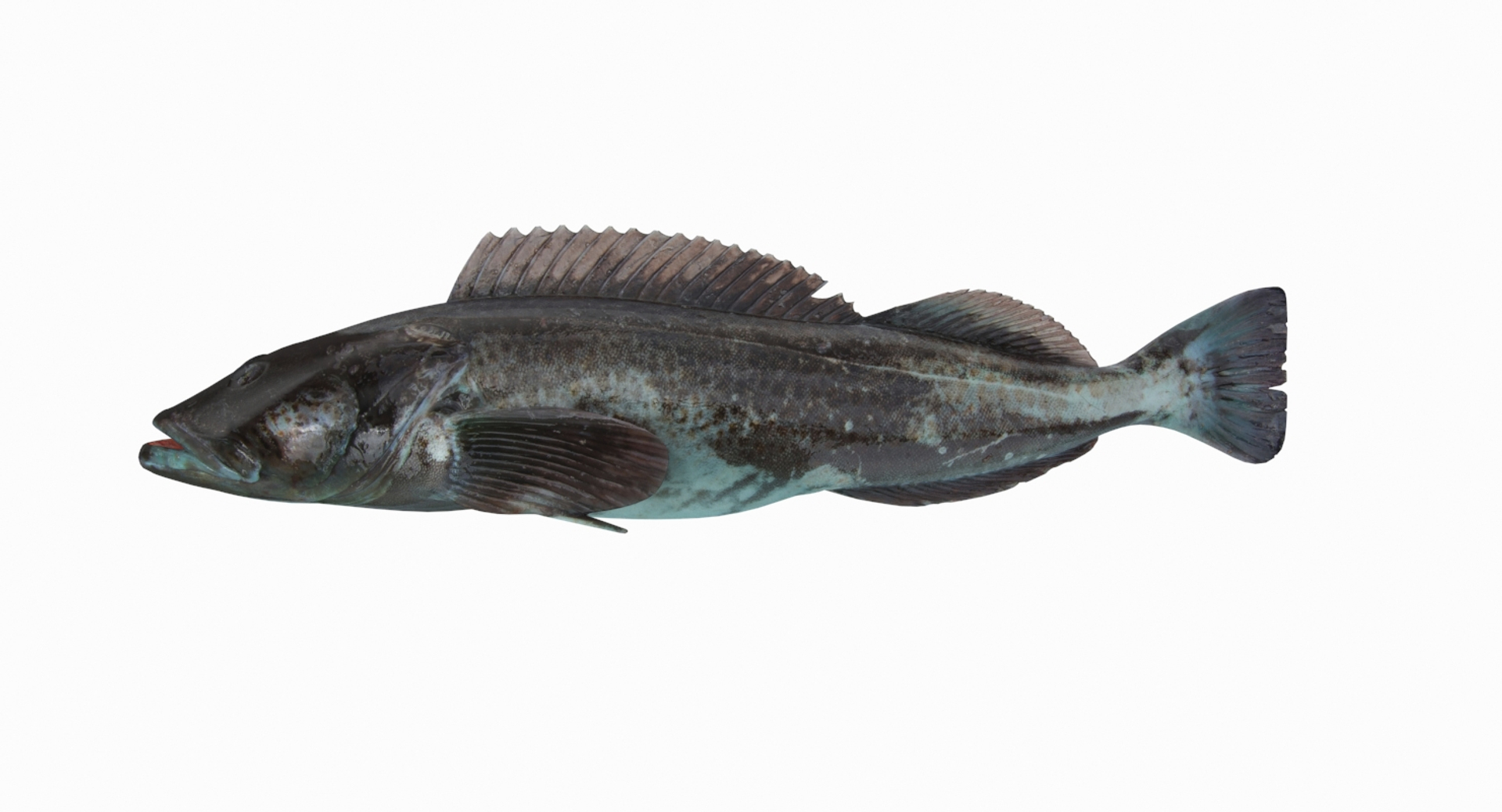 3D Lingcod Ling Cod - TurboSquid 1223710