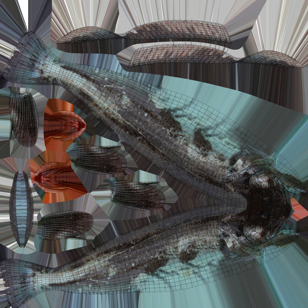 3D Lingcod Ling Cod - TurboSquid 1223710