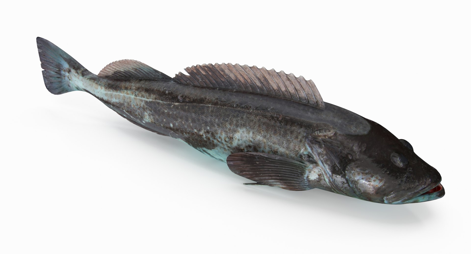 3D Lingcod Ling Cod - TurboSquid 1223710