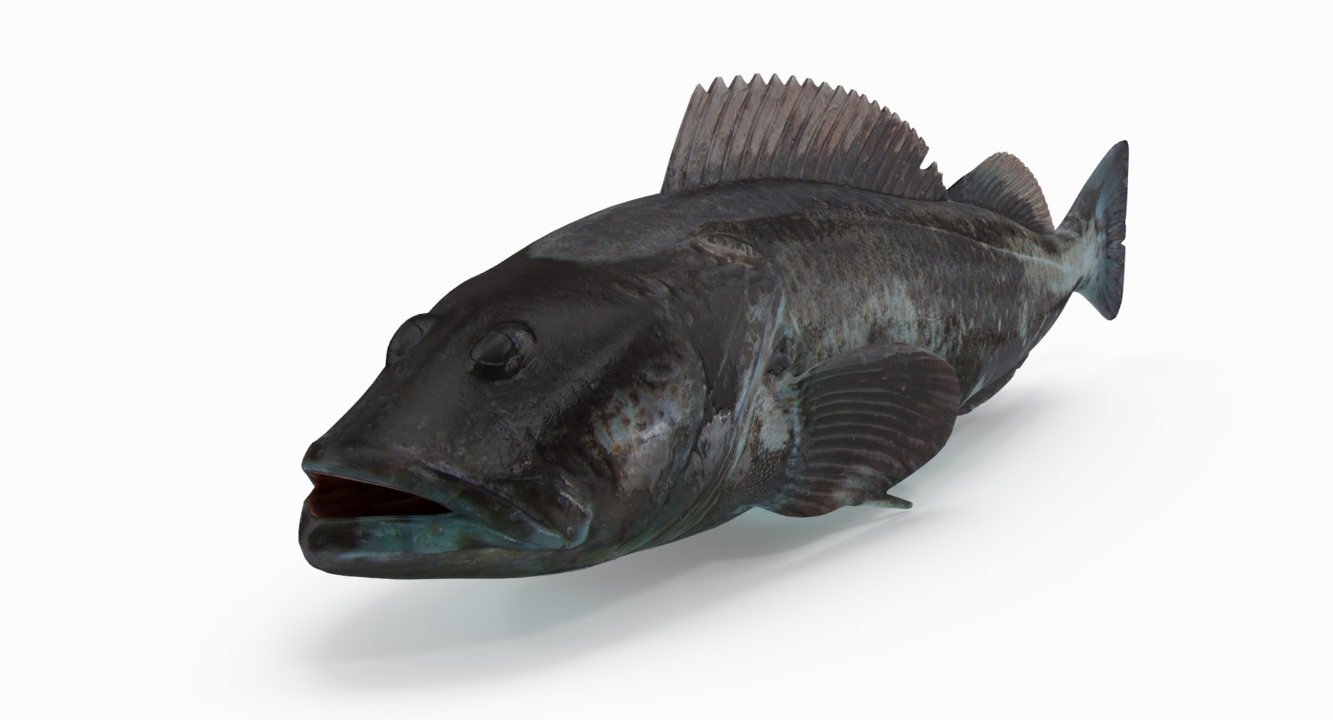 3D Lingcod Ling Cod - TurboSquid 1223710