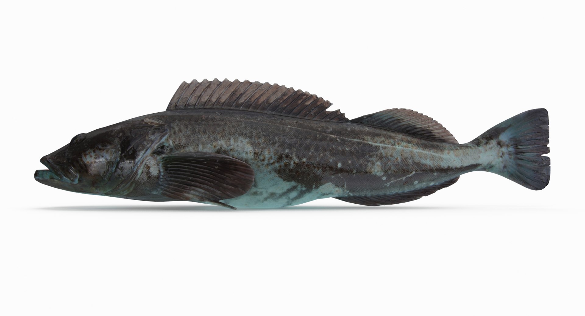 3D Lingcod Ling Cod - TurboSquid 1223710