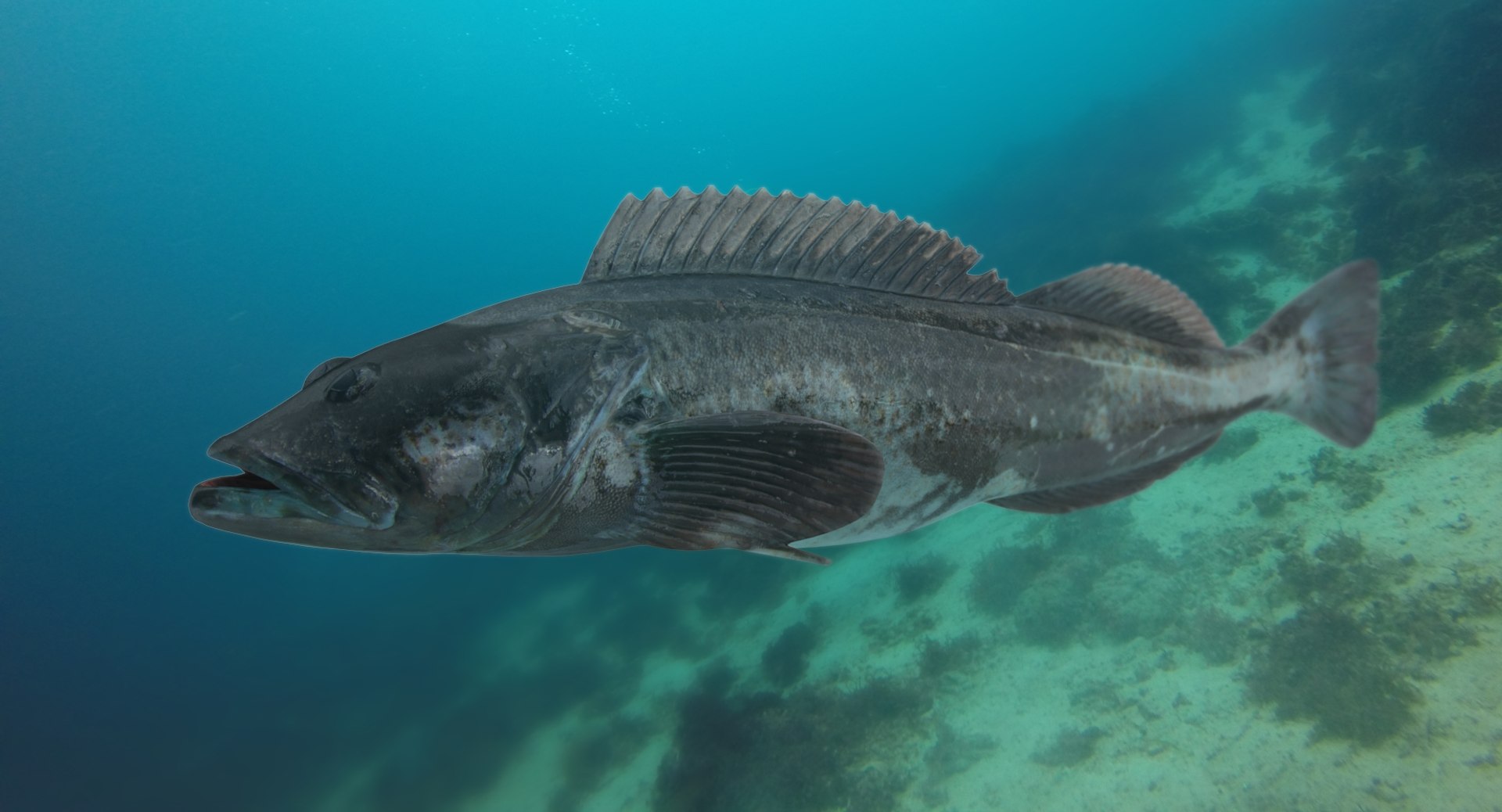 3D Lingcod Ling Cod - TurboSquid 1223710