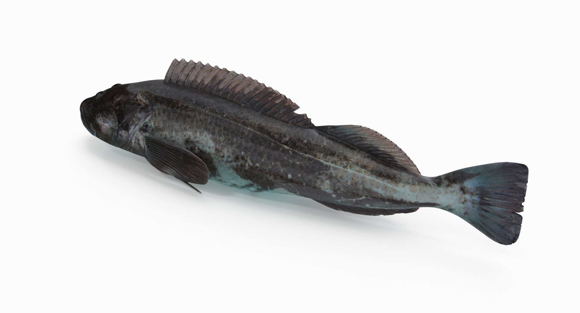 3D Lingcod Ling Cod - TurboSquid 1223710
