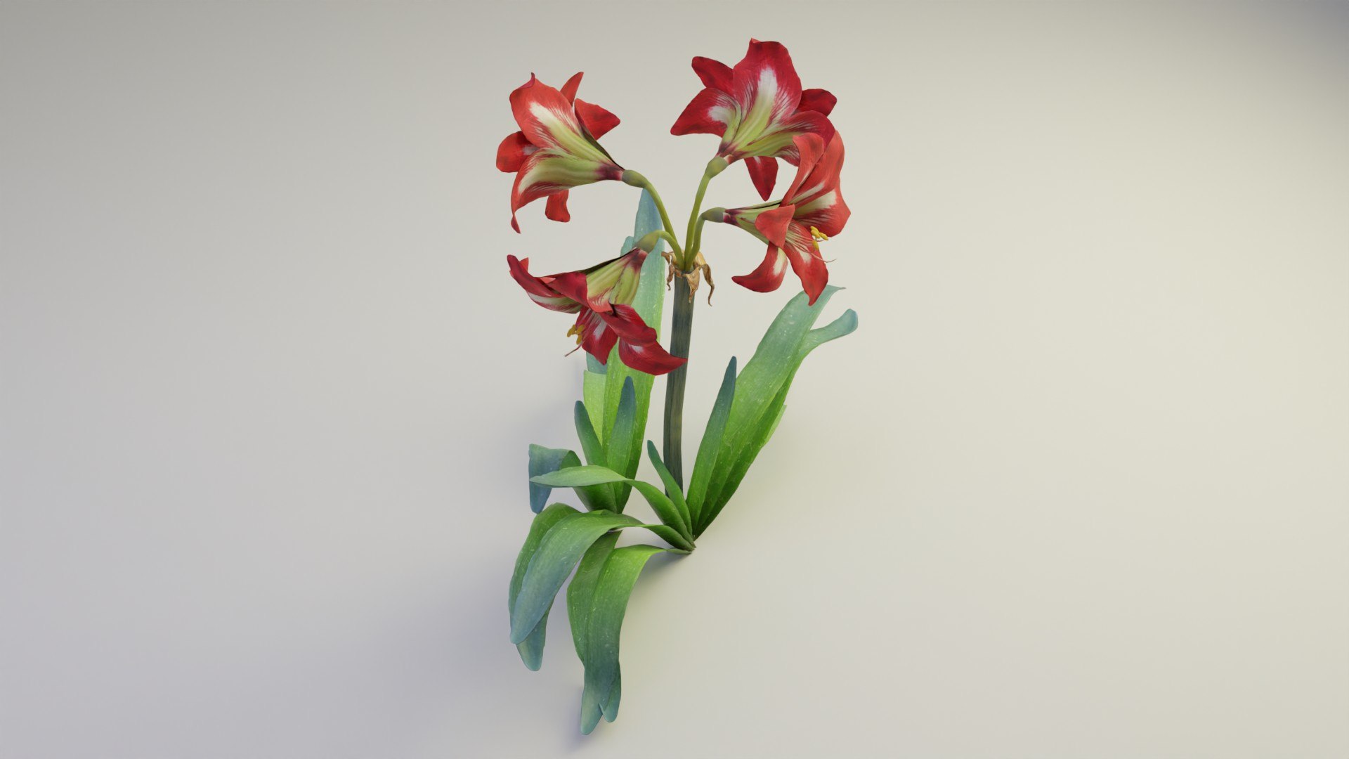3D Red Amaryllis Model - TurboSquid 2211089