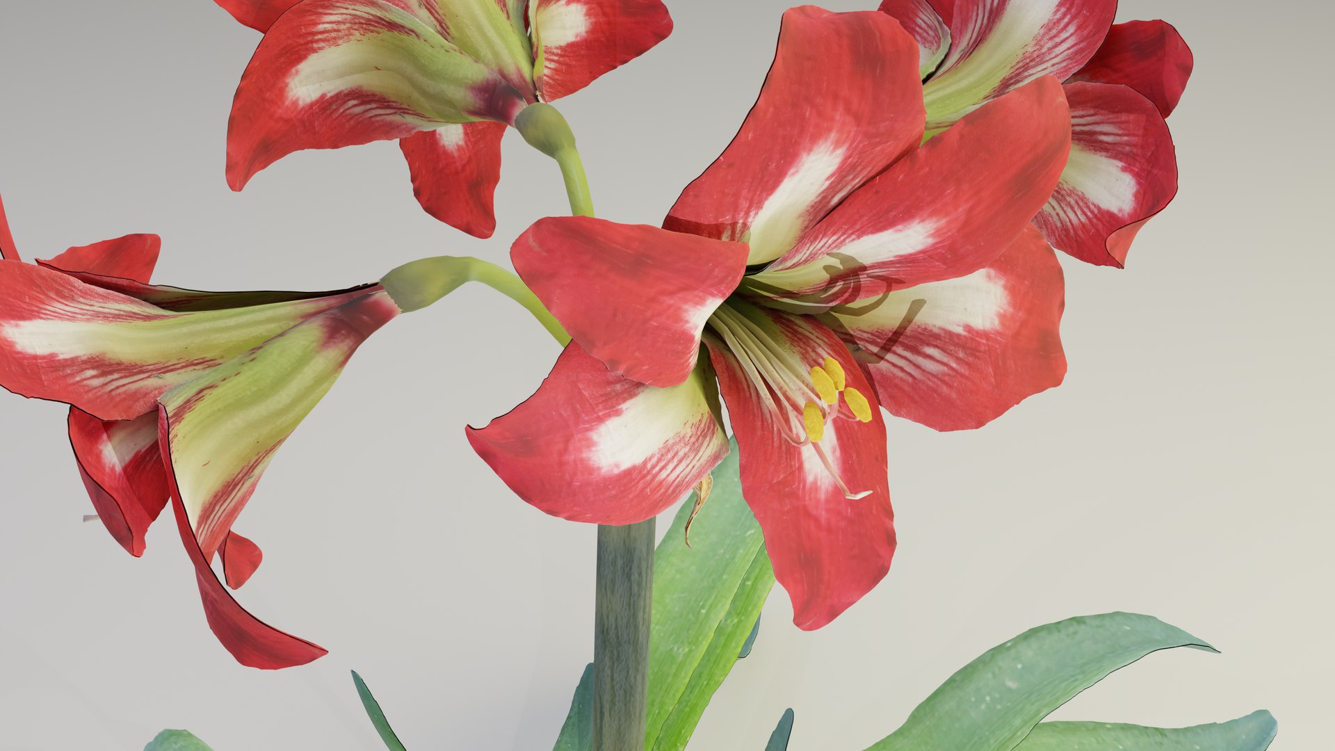 3D Red Amaryllis Model - TurboSquid 2211089